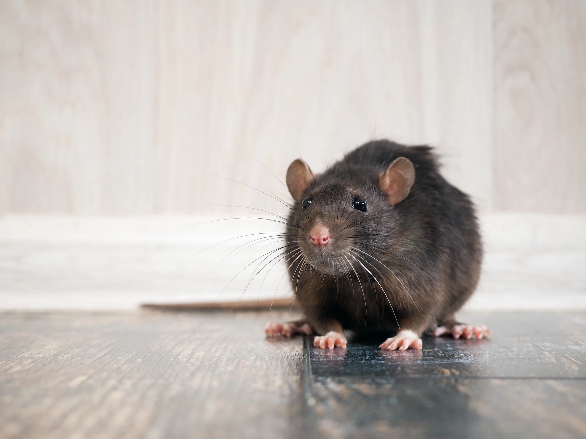 Why Mice Are a Health Hazard in Your Home | Janssen Pest Solutions, Inc.